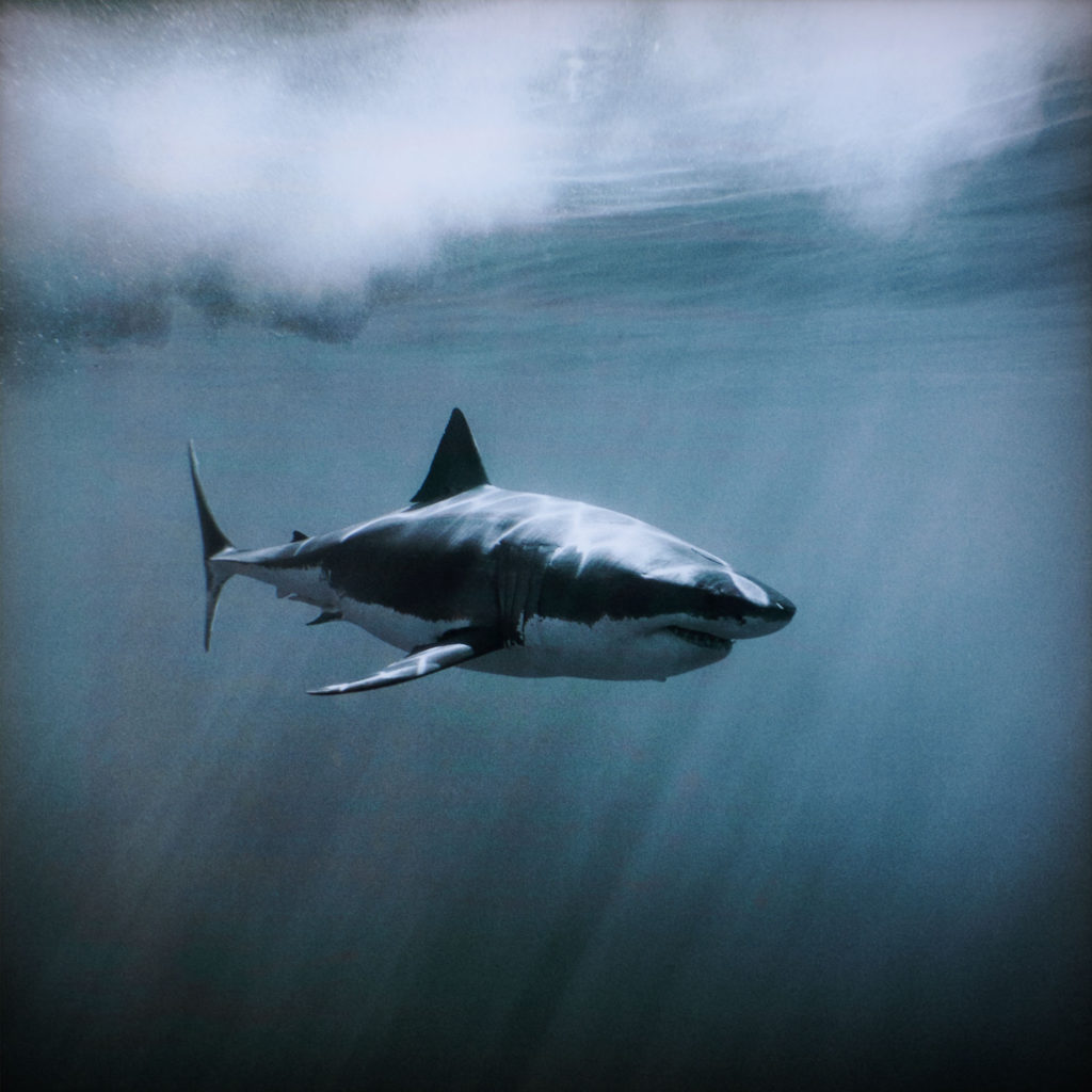 WHITE SHARK LIGHTBOX – GWP